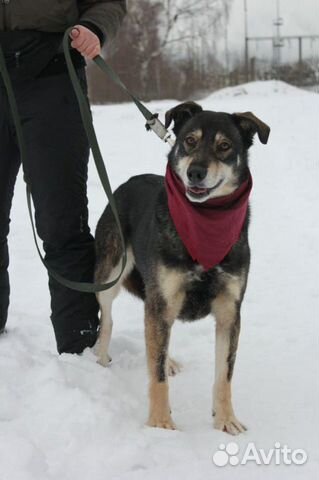 Собаки бесплатно в добрые руки