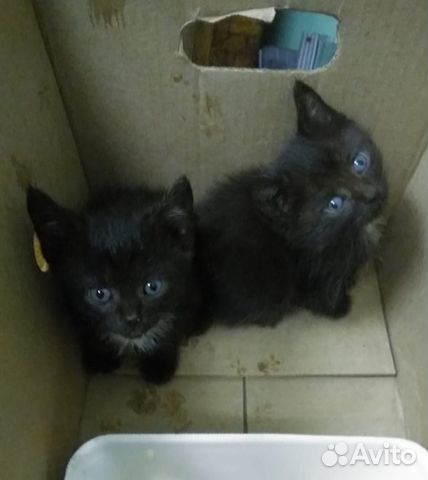 Котята ищут дом