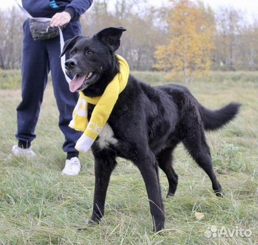 Спасите Макса