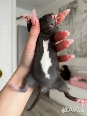 Крыса дамбо