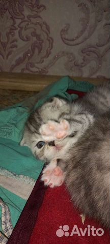 Кошки шотландцы вислоухие бесплатно