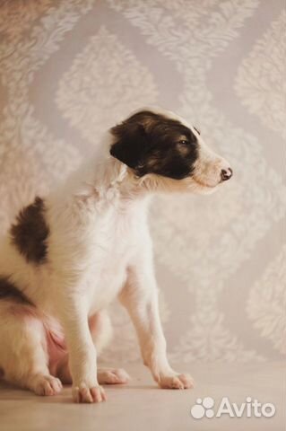 Русская борзая