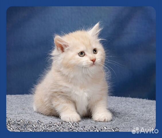 Котёнок. Курильский бобтейл