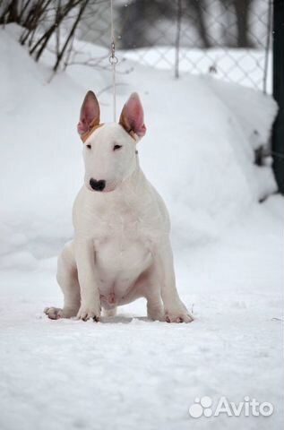 Белый бультерьер