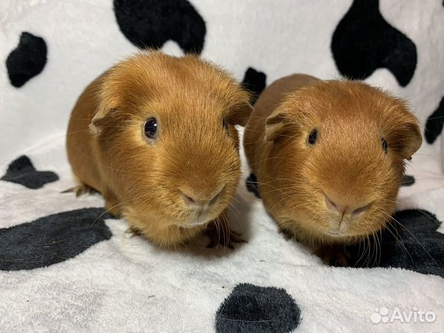 Морские свинки взрослые парни селф