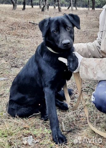 Грей в самые добрые и ответственные руки