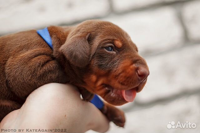 Щенки добермана