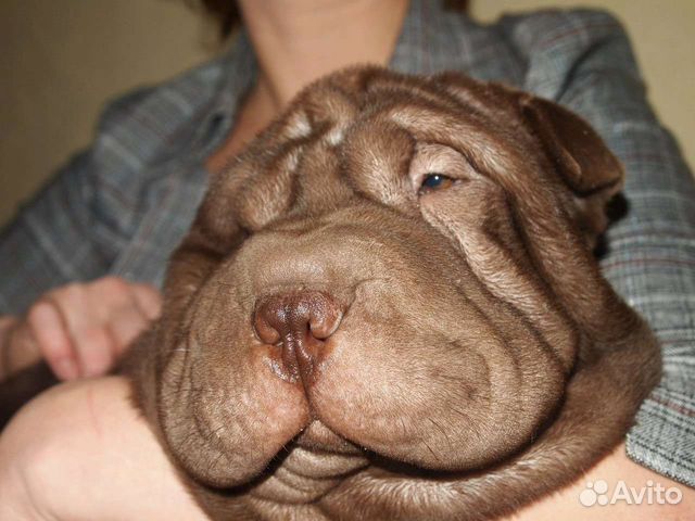 Шоколадка с цветной начинкой