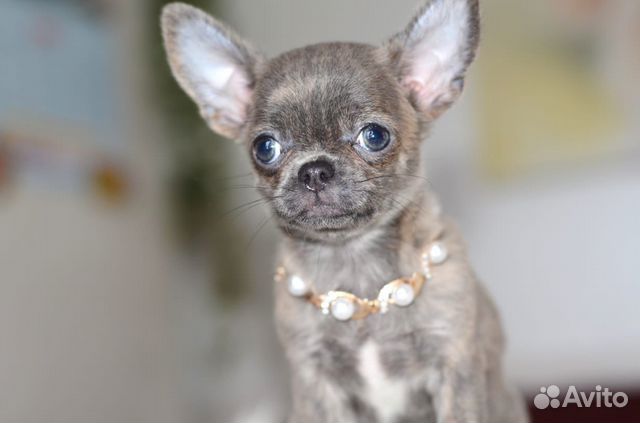 Чихуахуа тигровая красотка
