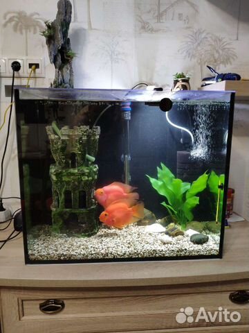 Аквариум с рыбками