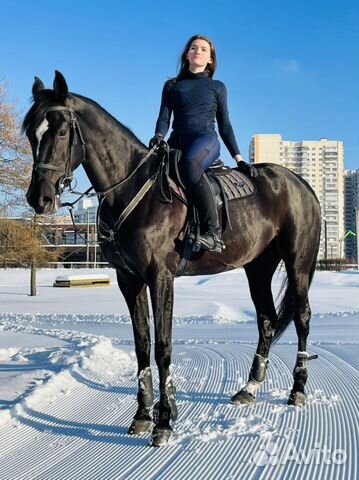 Кобыла рвп 2011г.р.174см в холке