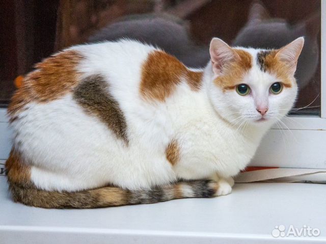 Кошка Лизавета ищет дом