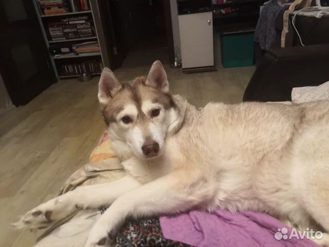 Отдам бесплатно в др