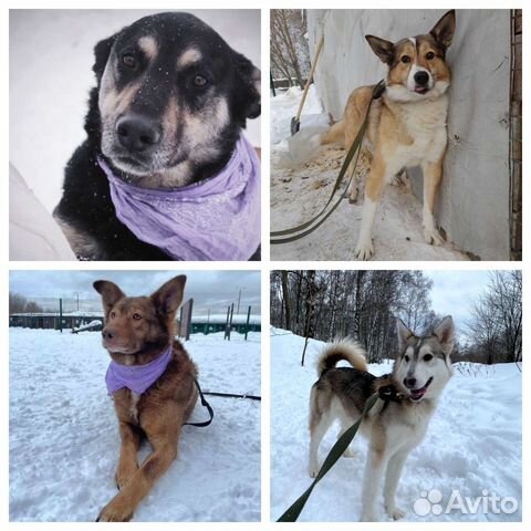 Собаки приюта Некрасовка мечтают о доме