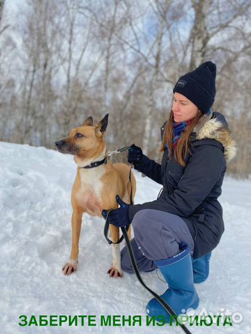 Срочное пристройство Собака бывшедомашняя