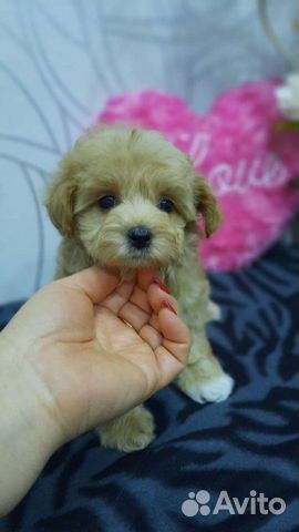 Щенки мальтипу мини