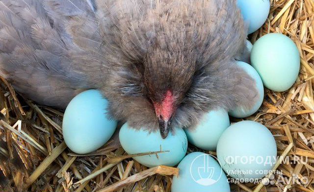 Инкубационное яйцо амерауканов