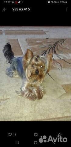 Йоркширский терьер