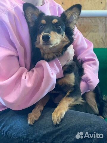 Небольшая девочка для квартиры