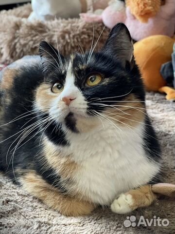 Ищет дом нежная котя Мира