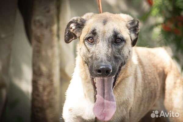 Собаки бесплатно