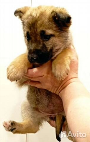 Щенки дворяне