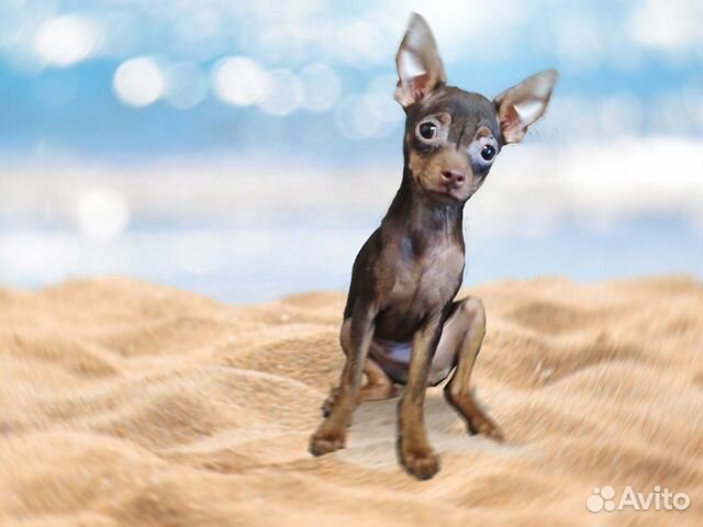 Щенки русский той-терьер