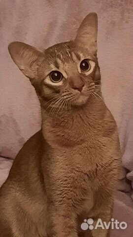 Абисинский кот вязка