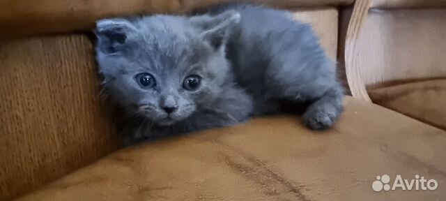 Британский котик