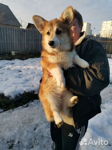 Подрощенные девочки - Корги пемброк