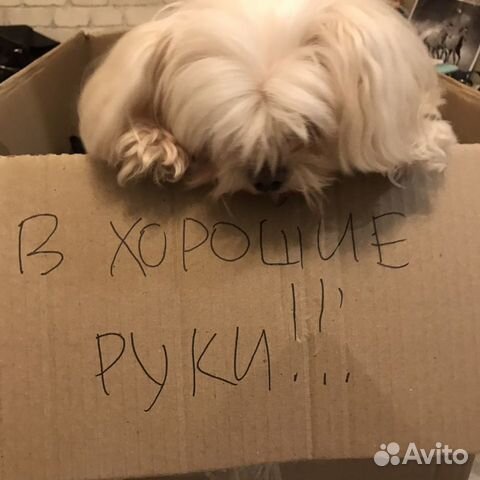 Котики и собачка в хорошие руки