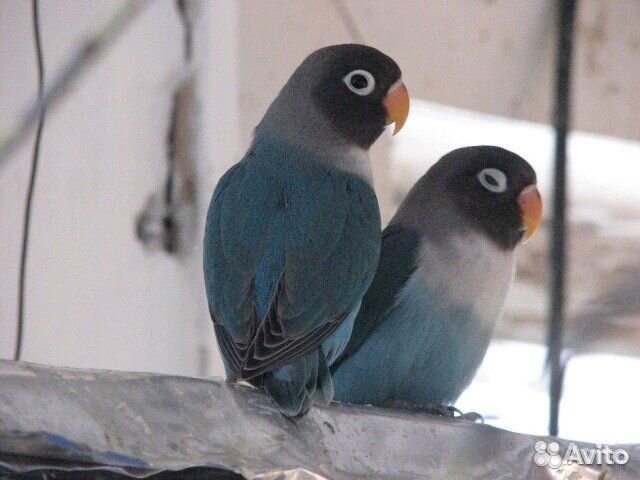 Попугай неразлучники девочка и мальчик