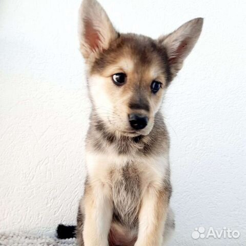 Милка ищет дом