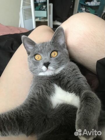 Разыскивается кошка