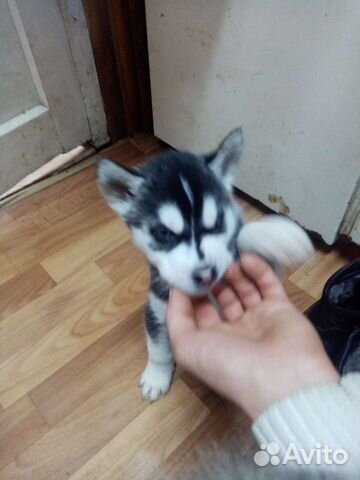 Сибирский хаски