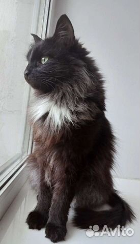 Красивый котик в добрые руки