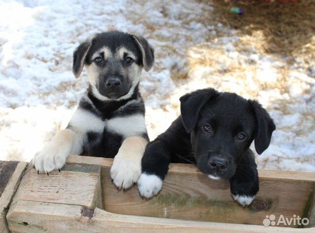 Щенки из приюта ищут дом