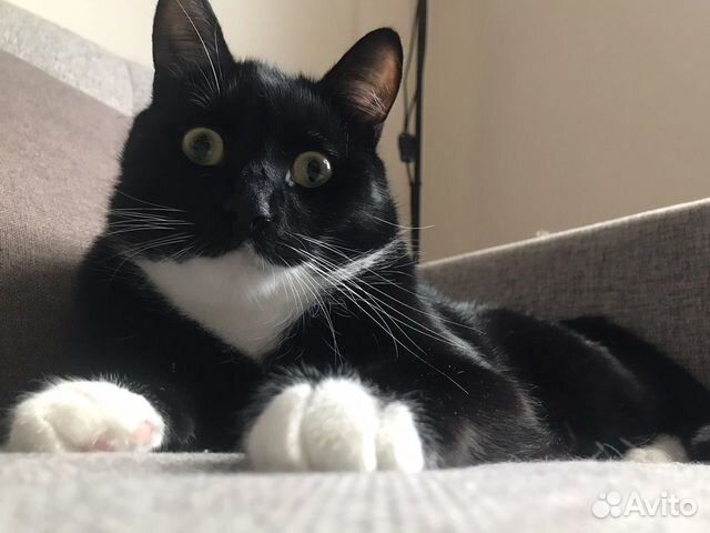 Кот Шумахер