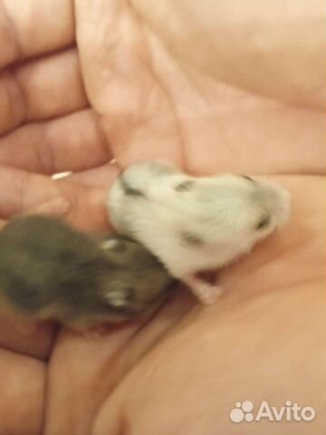 Джунгарские хомячата