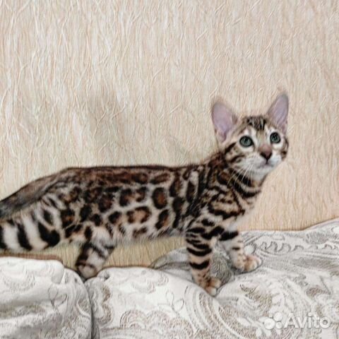 Бенгальские котята