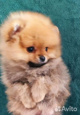 Померанский шпиц