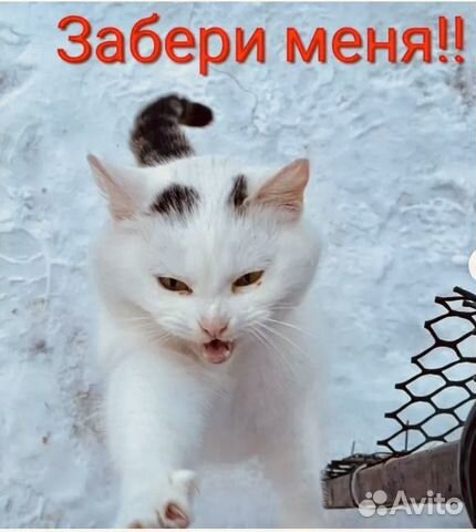 Белая кошка мёрзнет в СНТ