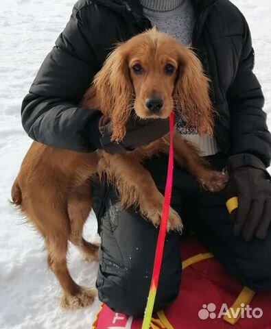 Английский кокер спаниель девочка