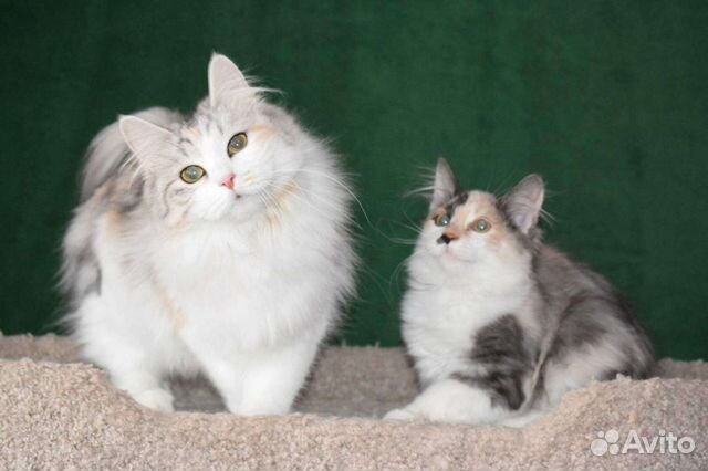 Варшава, черепашка на счастье