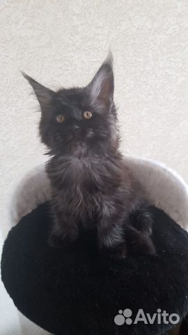 Продаются кунята