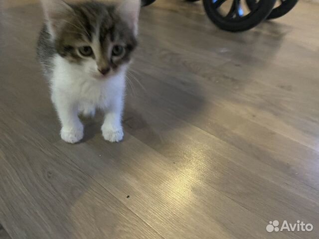 Руский красавец