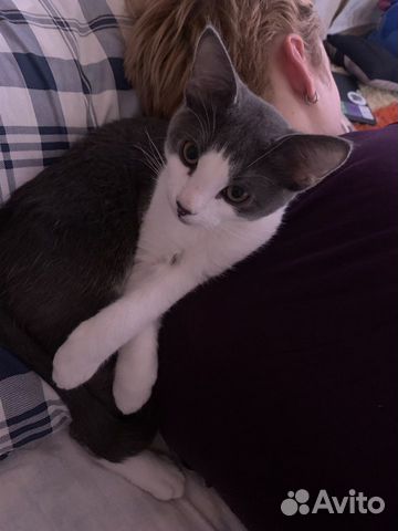 Котенок Кико