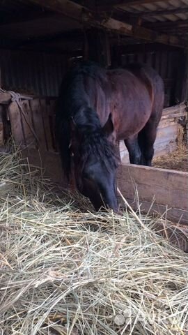 Кабардинец-иноход