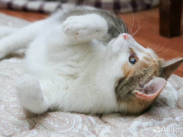 Трехцветная котенок Мисси ищет дом