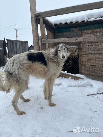 Русская псовая борзая